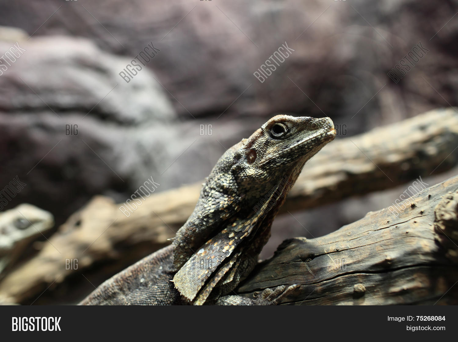 Frill-necked Lizard Image & Photo (Free Trial) | Bigstock