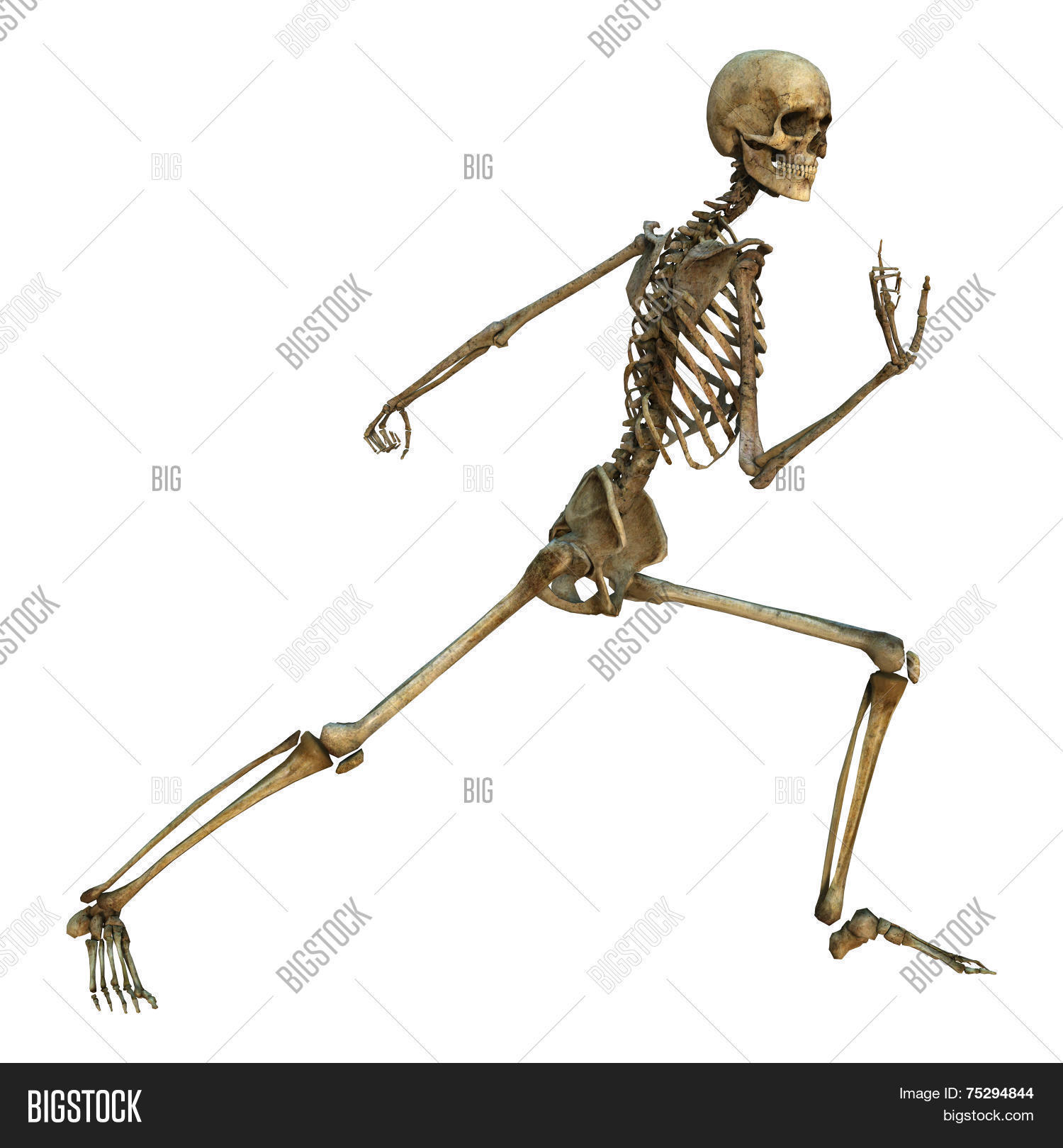 Human Skeleton Image & Photo (Free Trial) | Bigstock