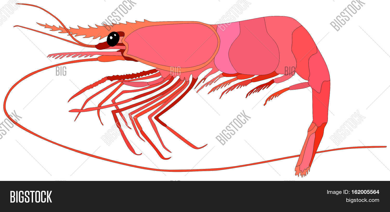 Shrimp Called Prawn Image & Photo (Free Trial) | Bigstock