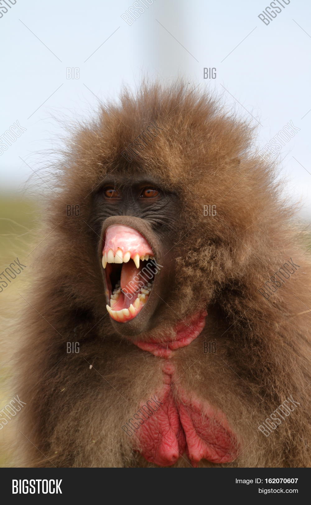 Gelada Baboons Simien Image & Photo (Free Trial) | Bigstock