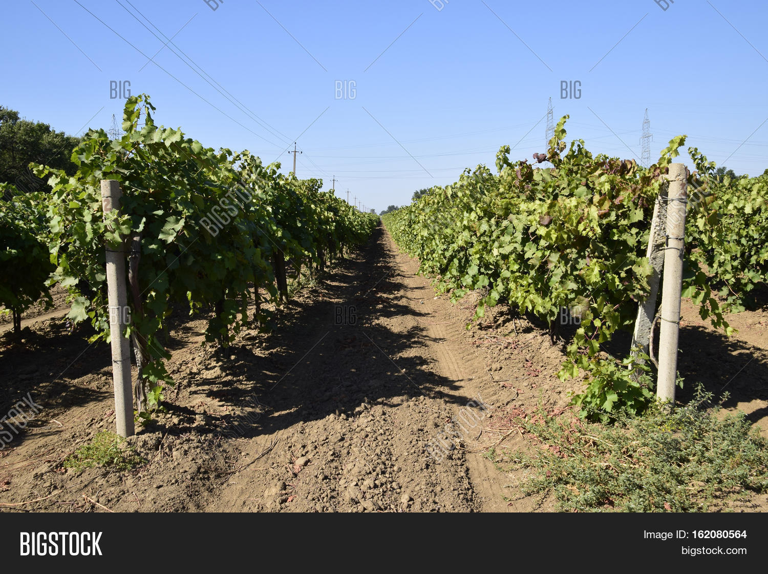 Grape Gardens. Image & Photo (Free Trial) | Bigstock