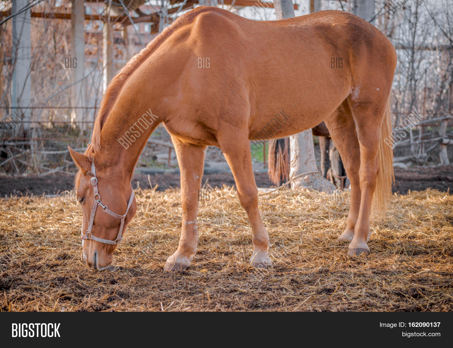 Beautiful Red Horse Image & Photo (Free Trial) | Bigstock