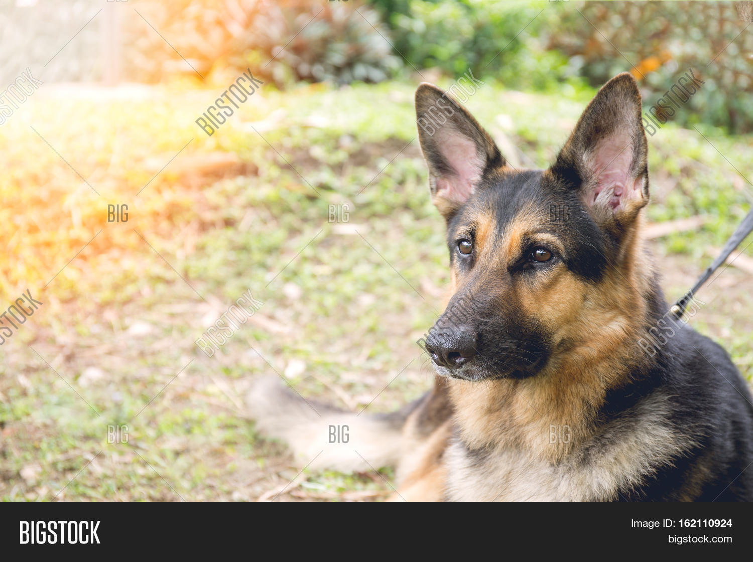 Alsatian Dog Police K- Image & Photo (Free Trial) | Bigstock