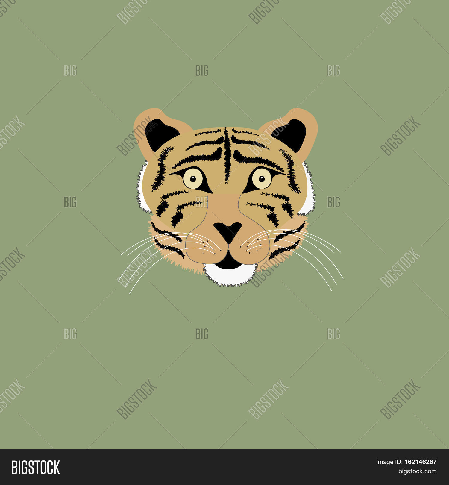 Beautiful Fluffy Tiger Image & Photo (Free Trial) | Bigstock