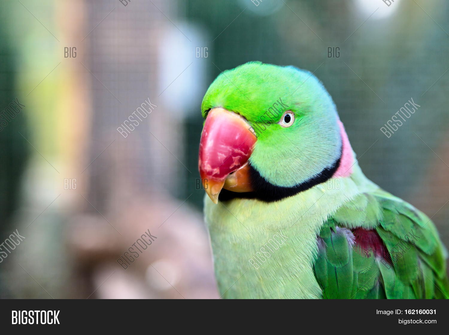 Alexandrine Parakeet Image & Photo (Free Trial) | Bigstock