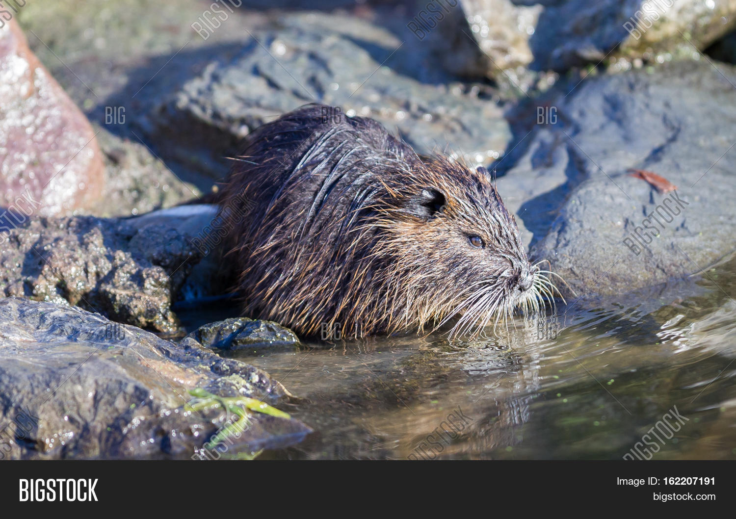 Young Coypu Close Image & Photo (Free Trial) | Bigstock