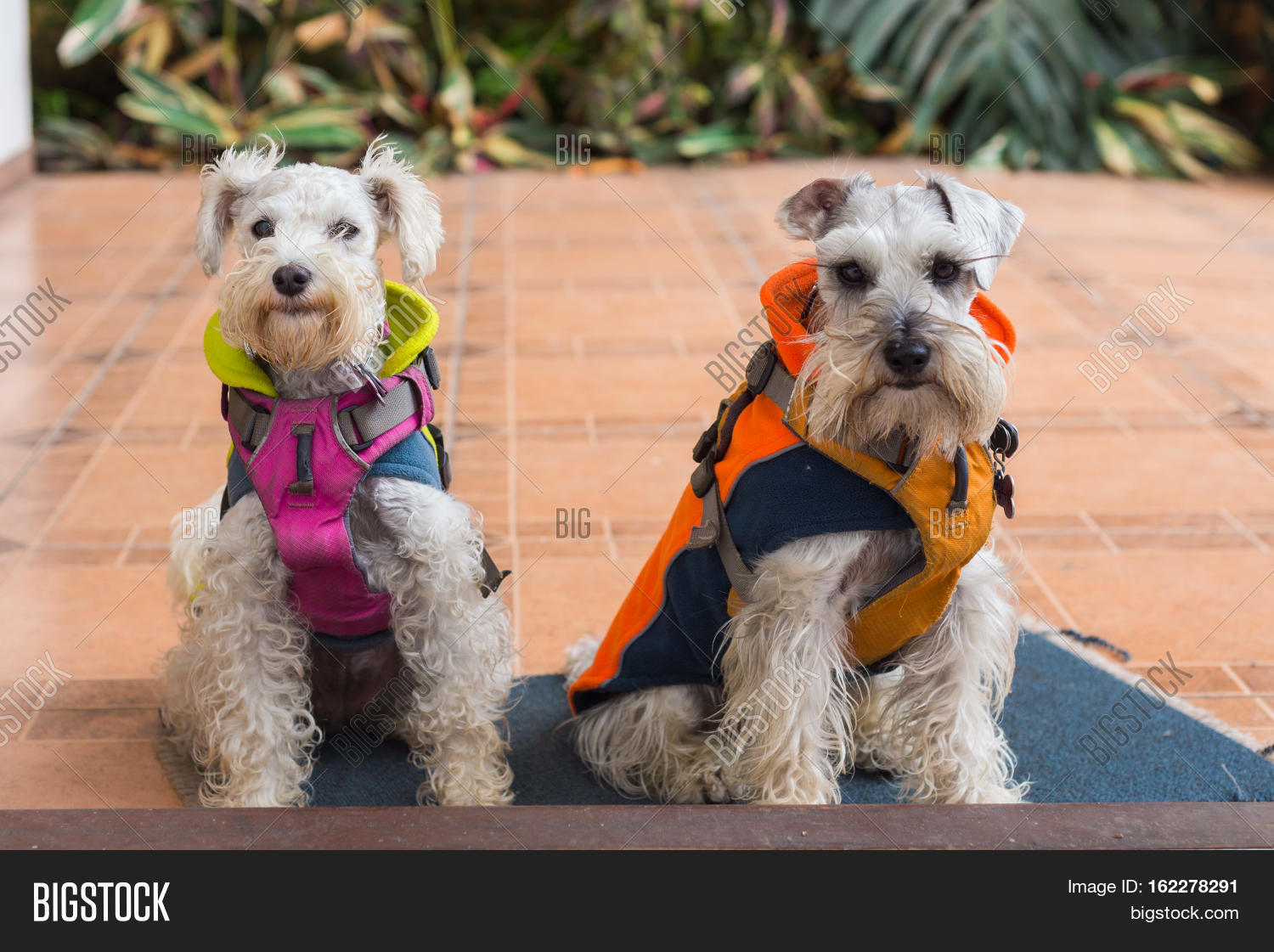Two Dogs Sitting Image & Photo (Free Trial) | Bigstock
