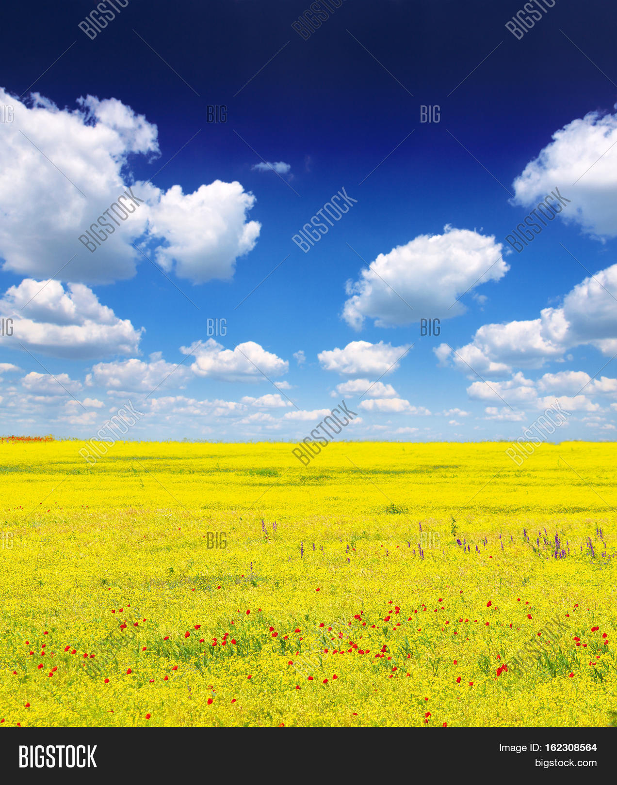 Field Rapeseed Image & Photo (Free Trial) | Bigstock
