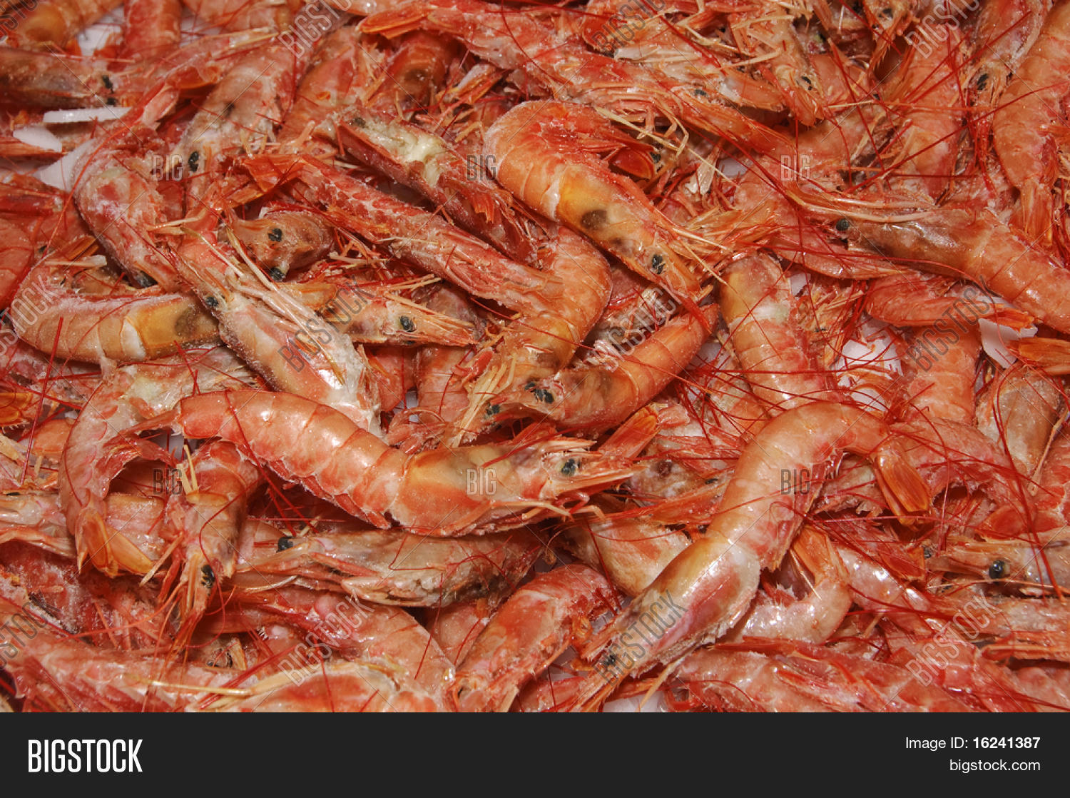 Closeup Red Shrimp Image & Photo (Free Trial) | Bigstock