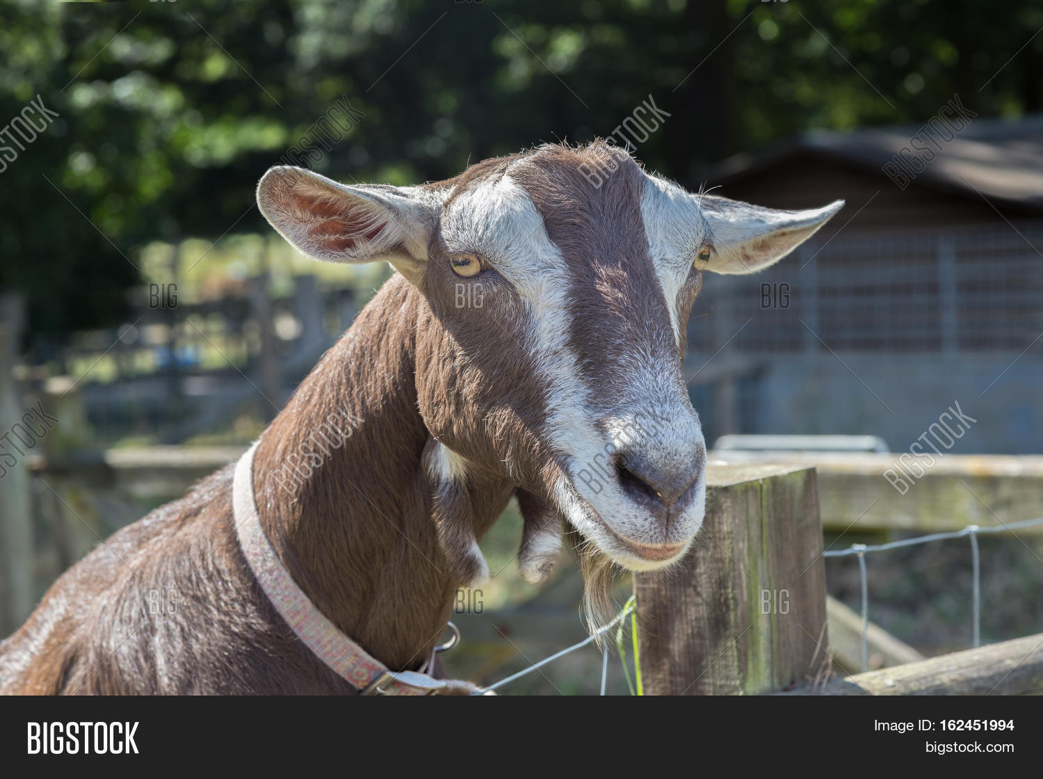 Goat's Head, Close , Image & Photo (Free Trial) | Bigstock