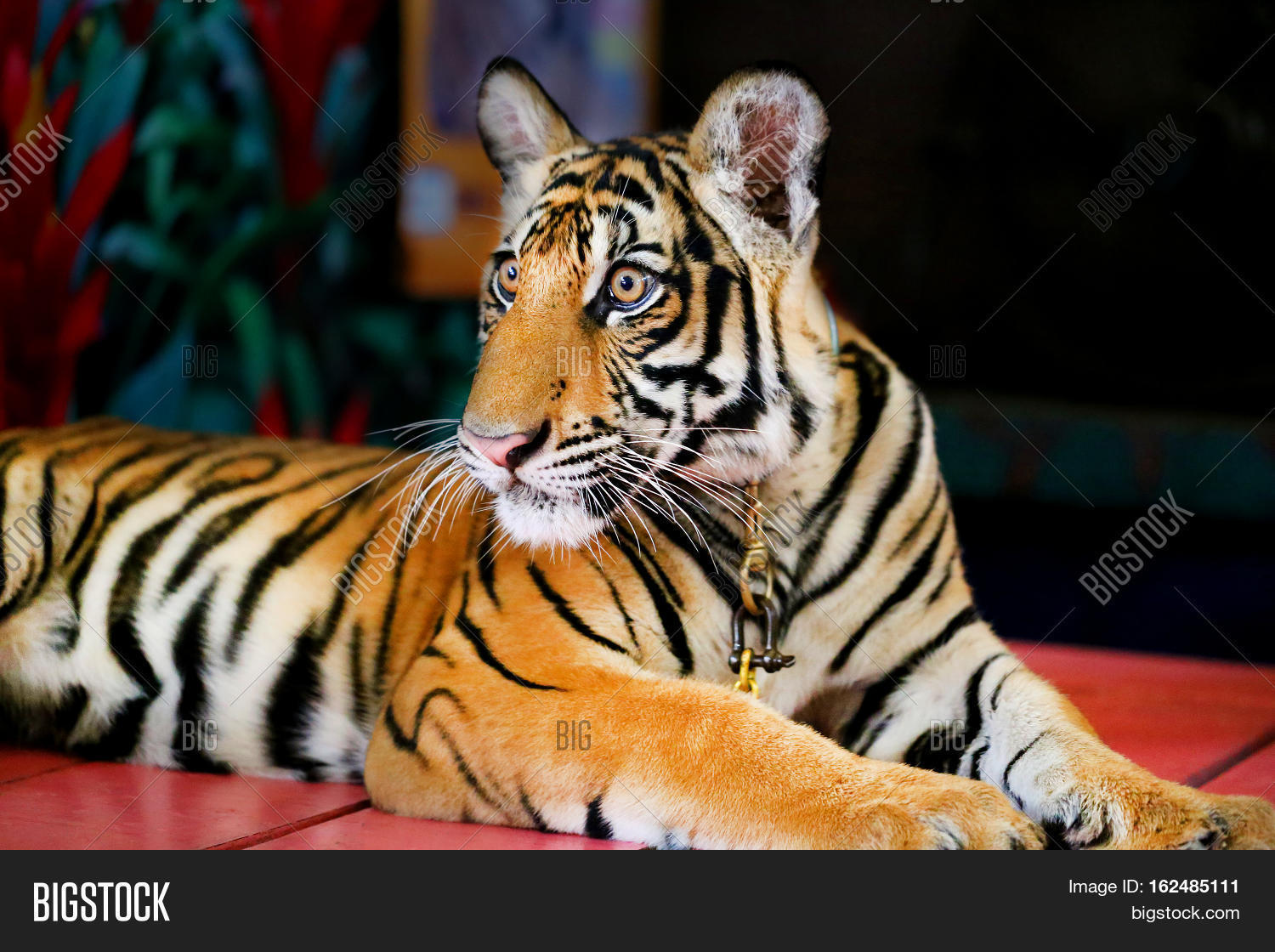 Photo Portrait Funny Image & Photo (Free Trial) | Bigstock