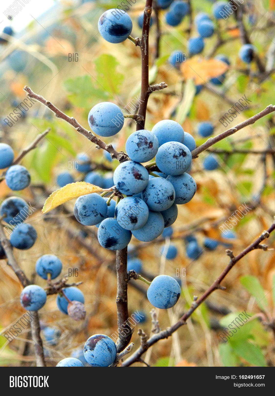 Sloe Fruit Blackthorn Image & Photo (Free Trial) | Bigstock