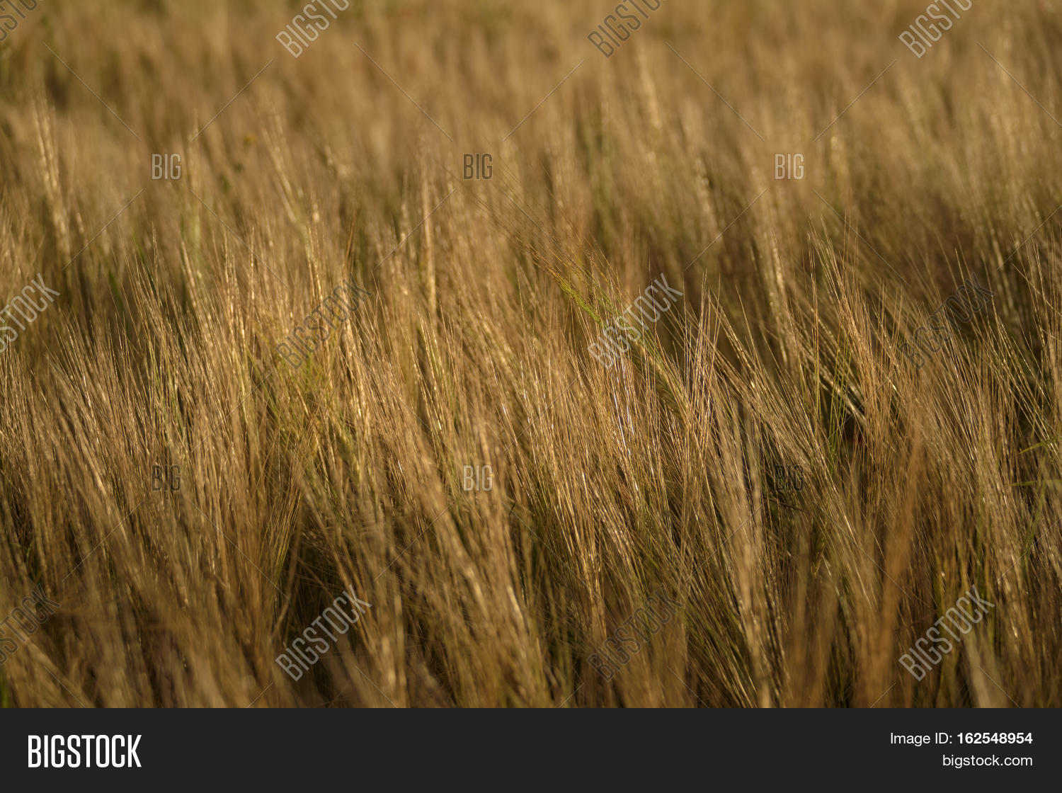 Golden Colored Wheat Image & Photo (Free Trial) | Bigstock
