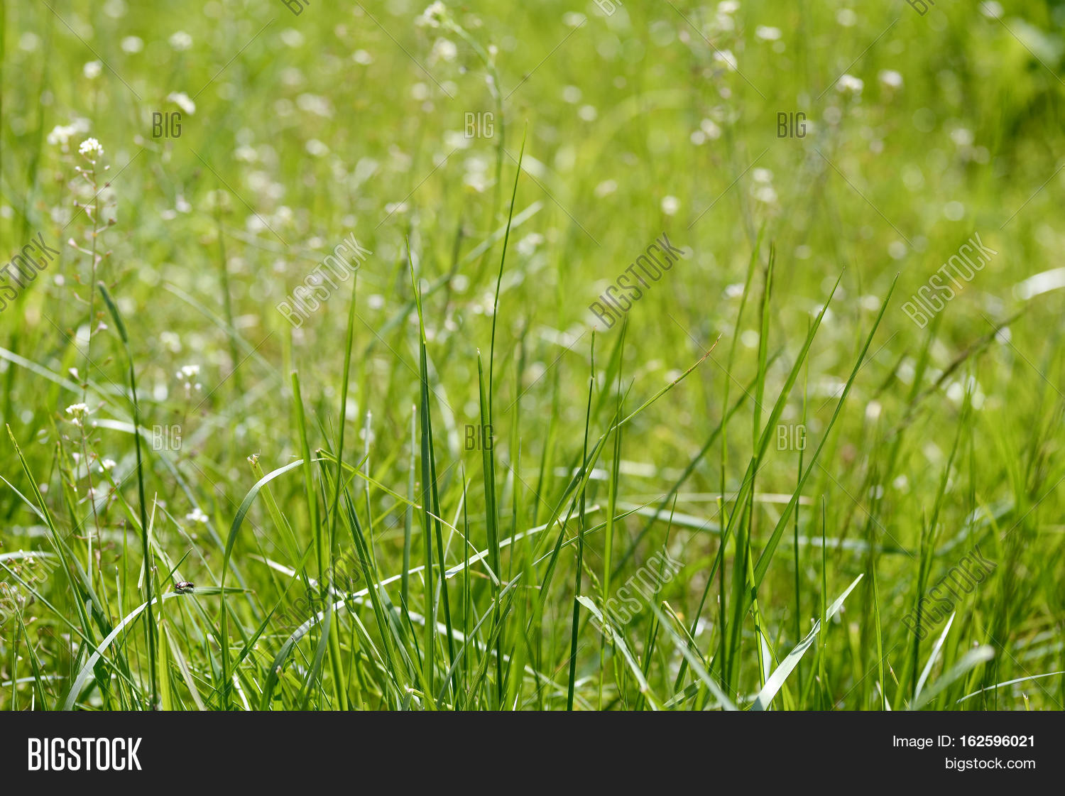 Texture Fresh Green Image & Photo (Free Trial) | Bigstock