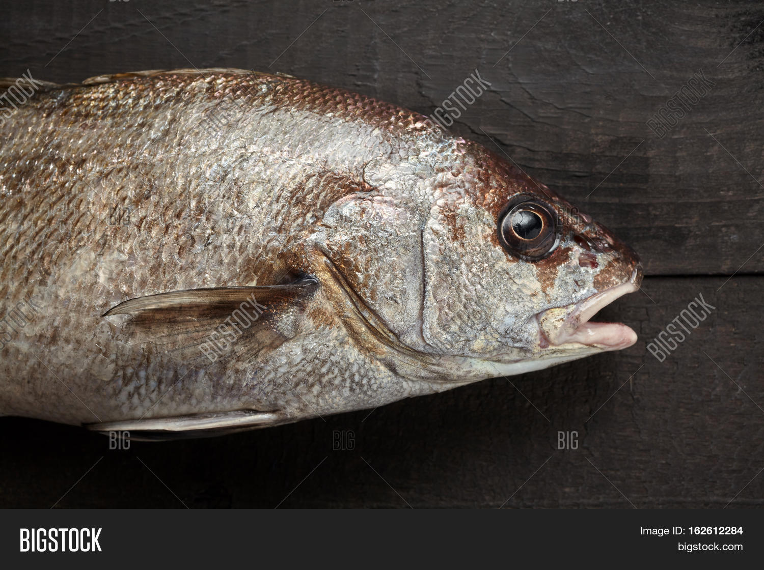 Sciaena Umbra Image & Photo (Free Trial) | Bigstock