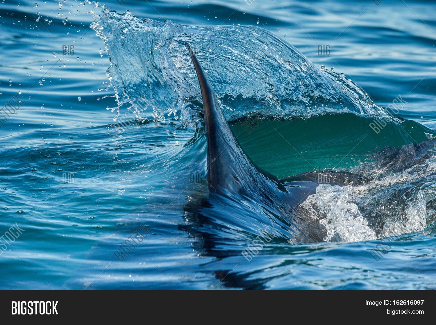 Shark Fin Above Water Image & Photo (Free Trial) | Bigstock