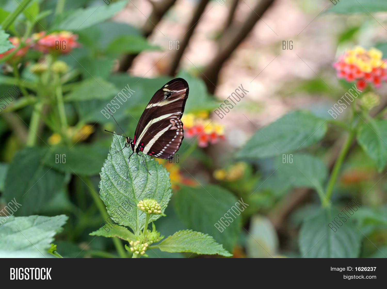 Zebra Butterfly Image & Photo (Free Trial) | Bigstock