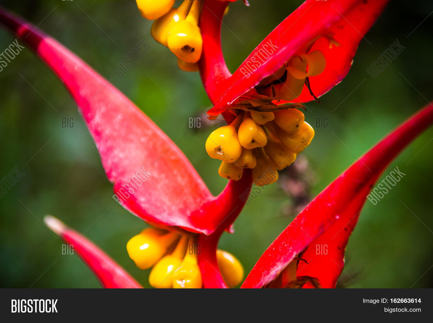 Heliconia Collinsiana Image & Photo (Free Trial) | Bigstock