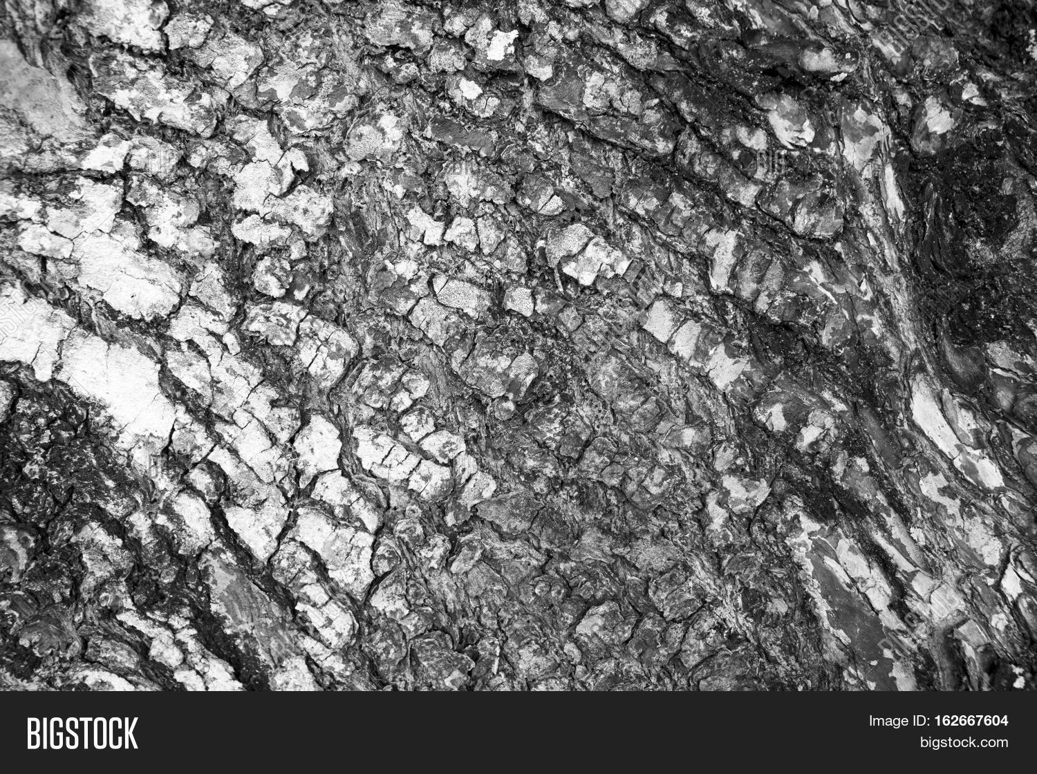 Grunge Tree Bark Image & Photo (Free Trial) | Bigstock