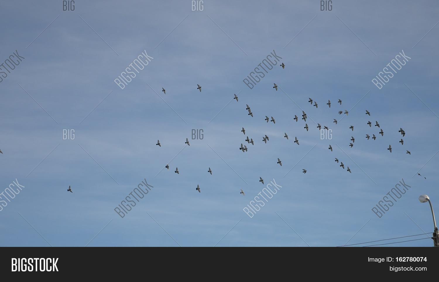 Birds Circling 图片和照片（免费试用） | Bigstock