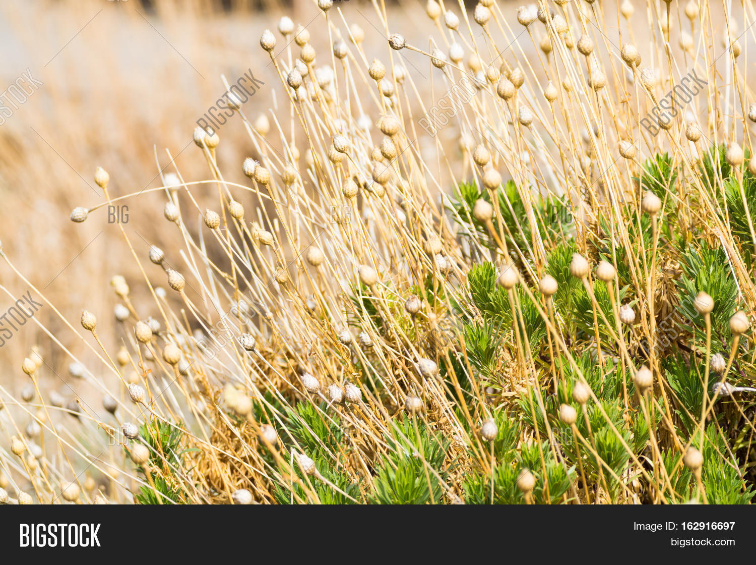 Endemic Flora Teide Image & Photo (Free Trial) | Bigstock