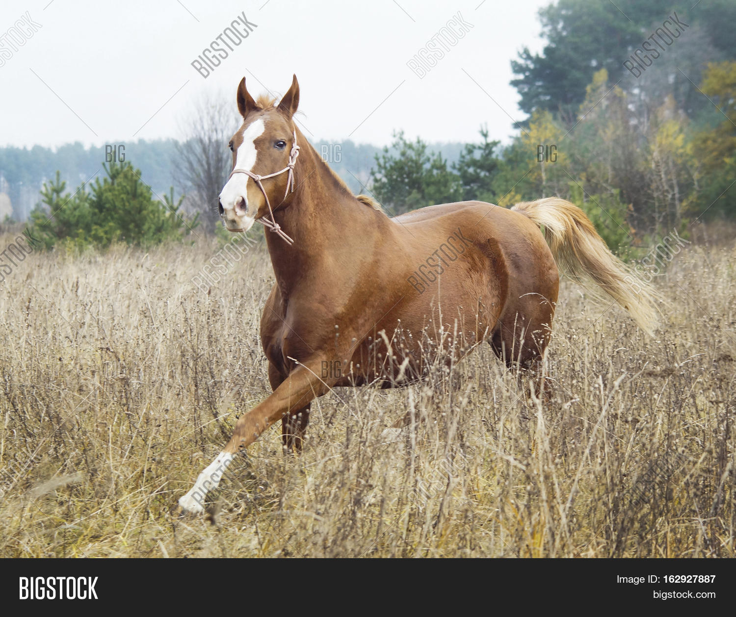 Red Horse White Blaze Image & Photo (Free Trial) | Bigstock
