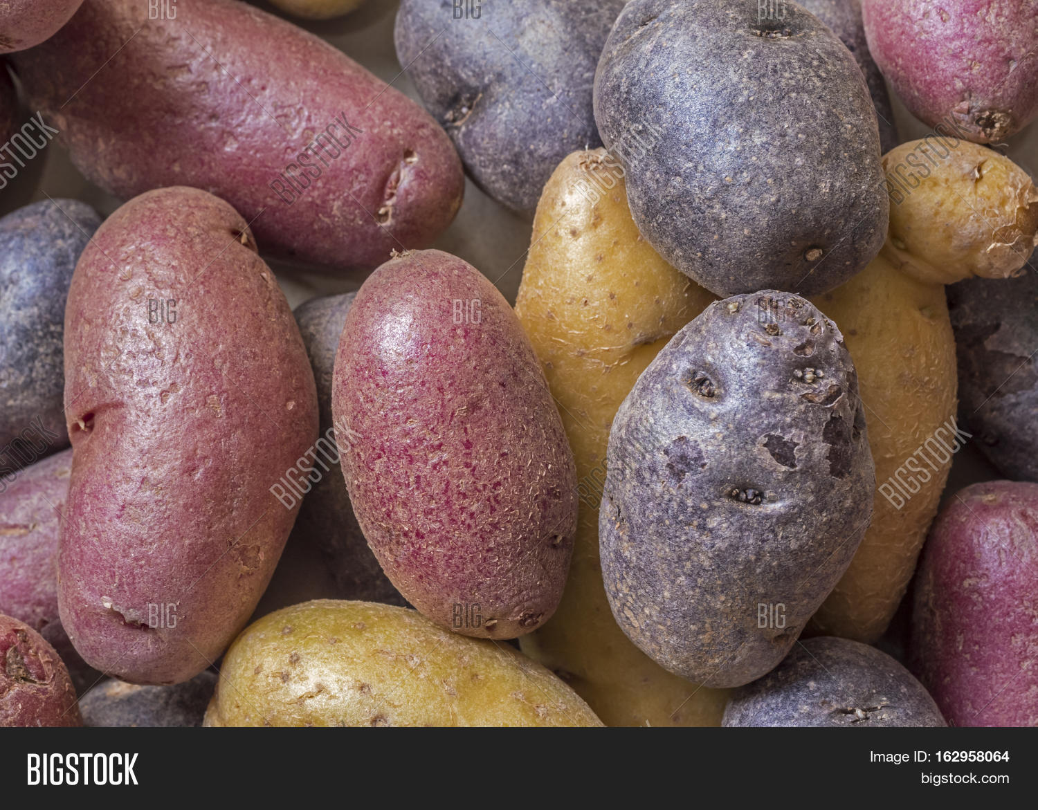 Potato Cultivars Image & Photo (Free Trial) | Bigstock