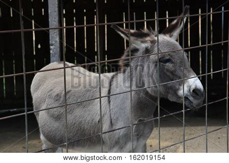 Donkey Behind Cage Zoo Image & Photo (Free Trial) | Bigstock