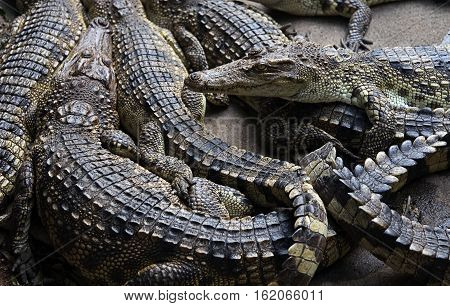 Bunch Crocodiles Lying Image & Photo (Free Trial) | Bigstock