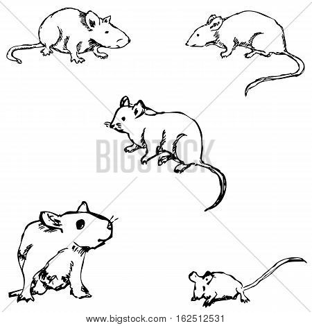 Mice. Sketch By Hand Vector & Photo (Free Trial) | Bigstock