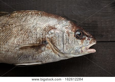 Sciaena Umbra Image & Photo (Free Trial) | Bigstock