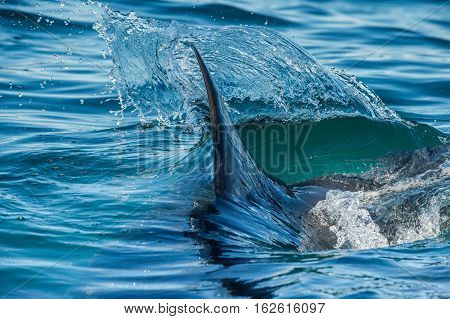 Shark Fin Above Water Image & Photo (Free Trial) | Bigstock