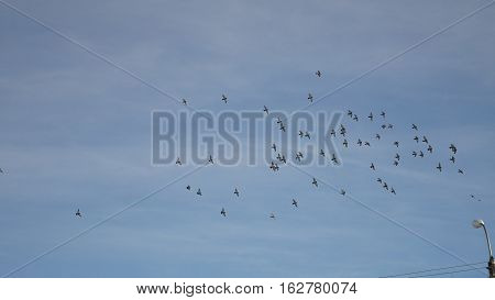 Birds Circling 图片和照片（免费试用） | Bigstock