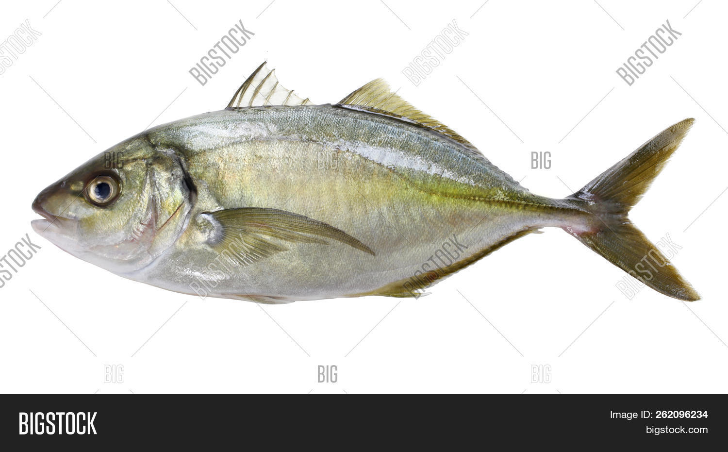 White Trevally, Image & Photo (Free Trial) | Bigstock