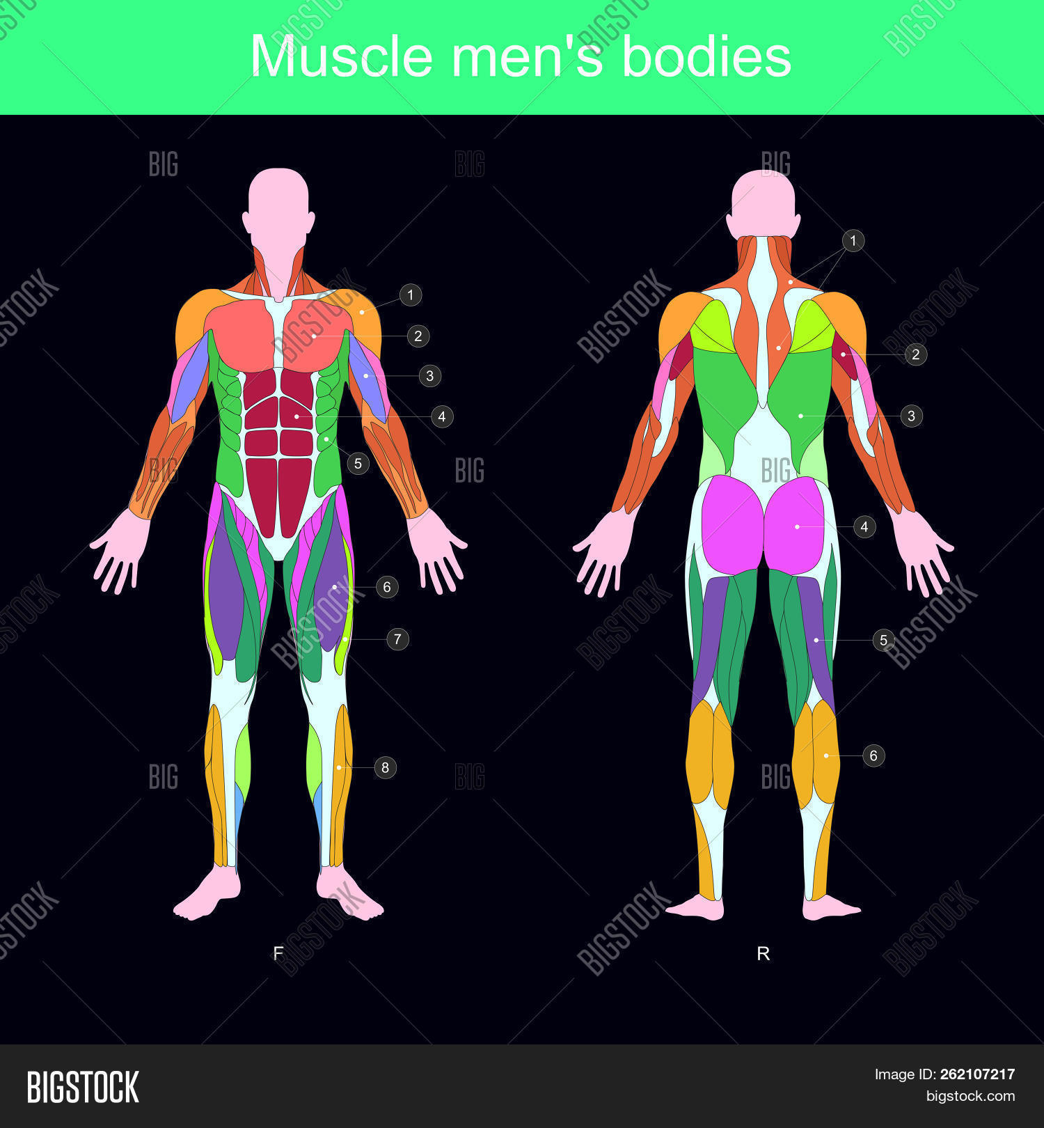 Muscle Part Body That Vector & Photo (Free Trial) | Bigstock