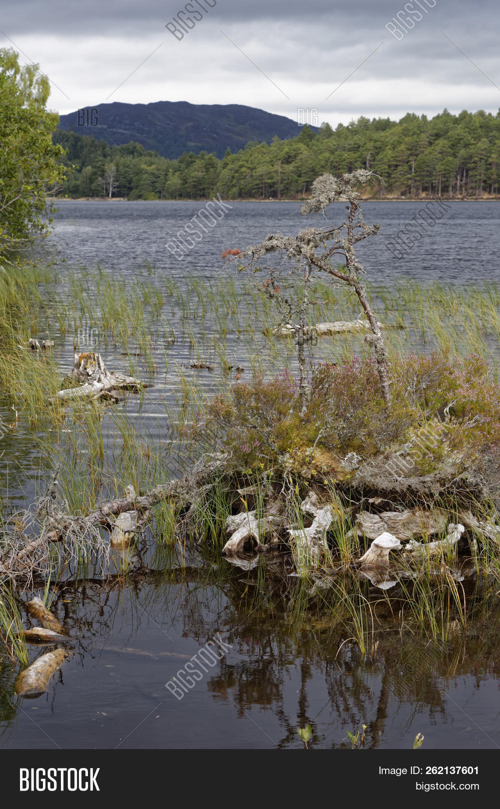 Old Tree Stump Island Image & Photo (Free Trial) | Bigstock