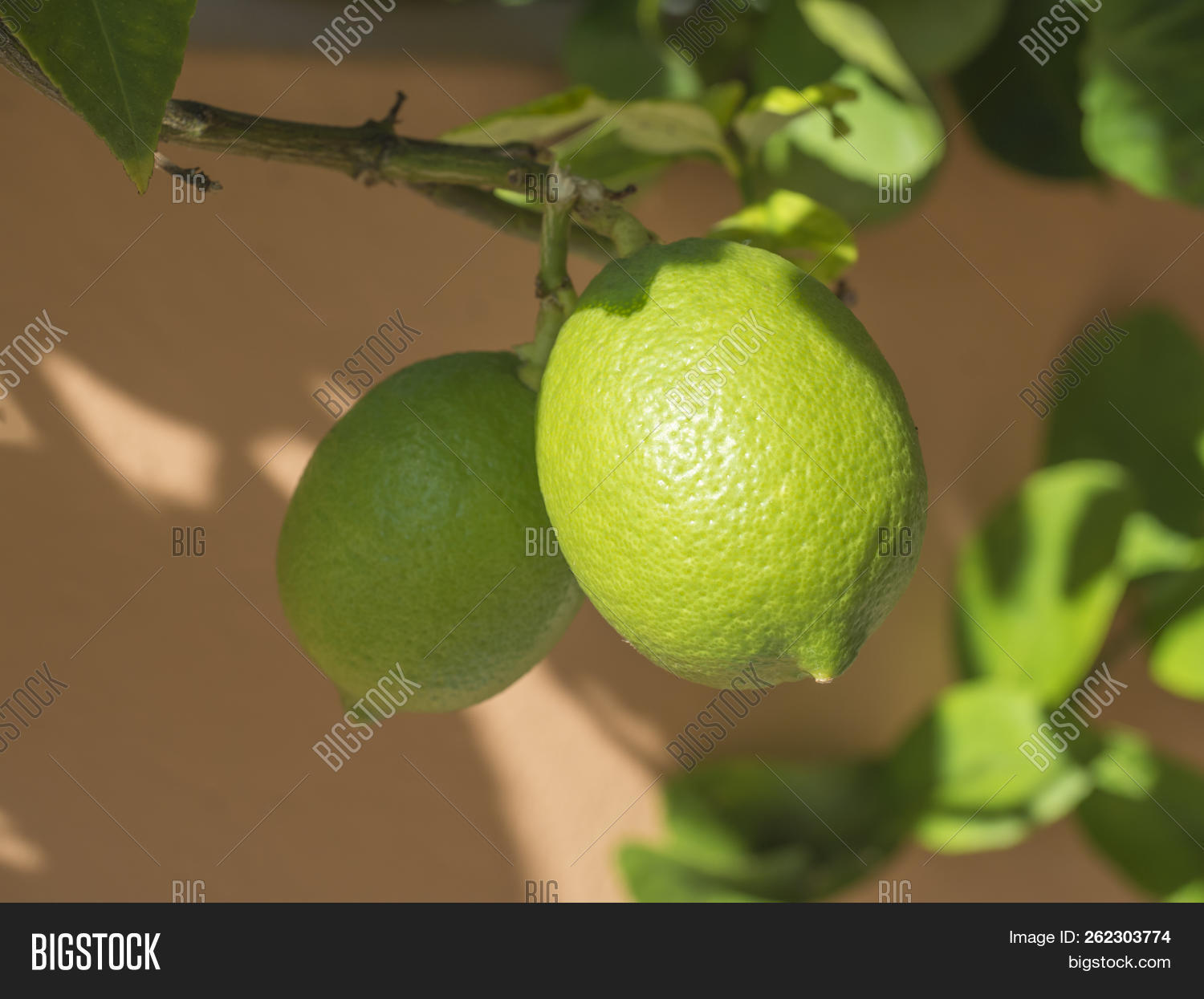 Close Lime Lemon Tree Image & Photo (Free Trial) | Bigstock