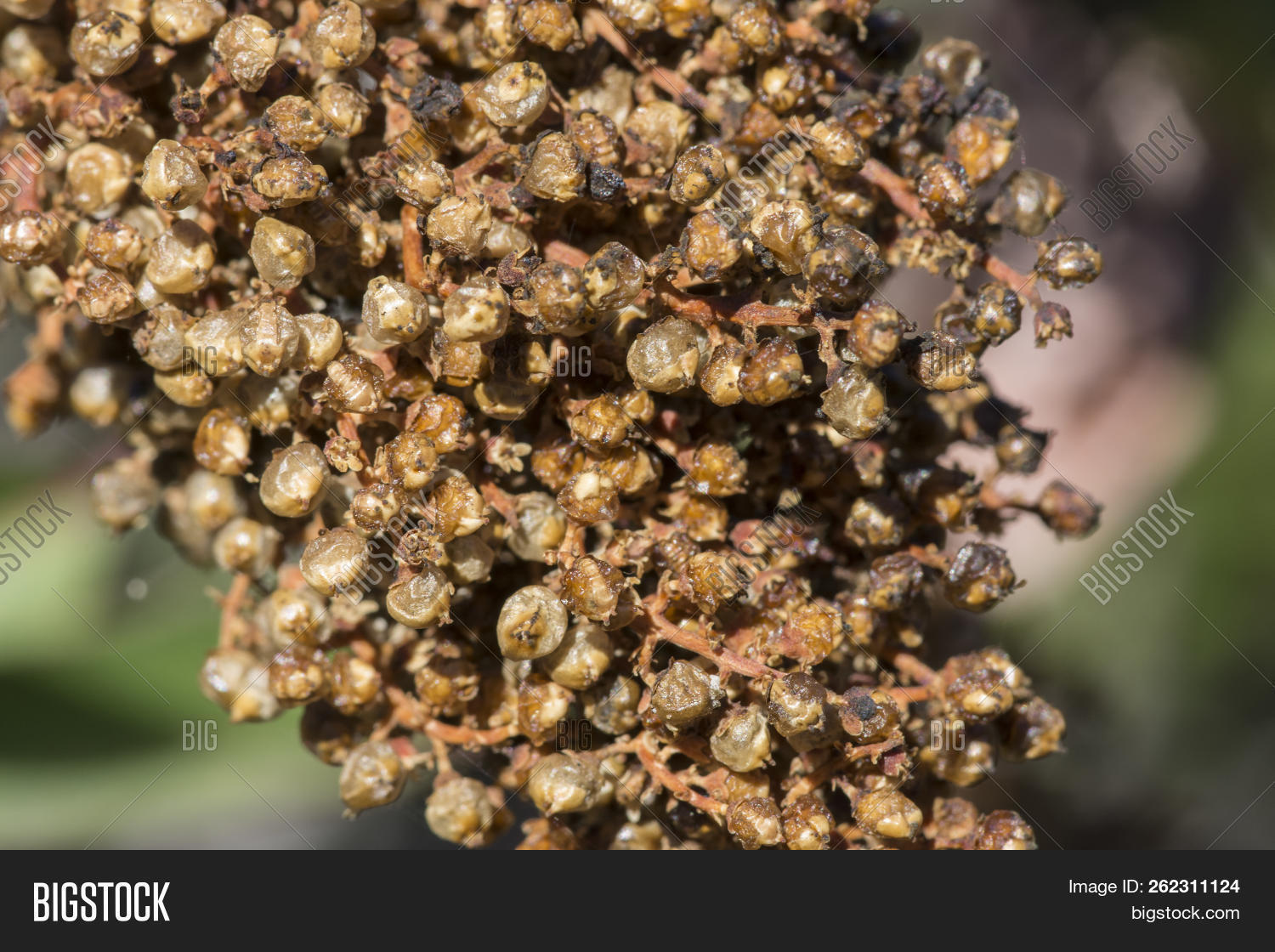 Macro Closeup Malosma Image & Photo (Free Trial) | Bigstock