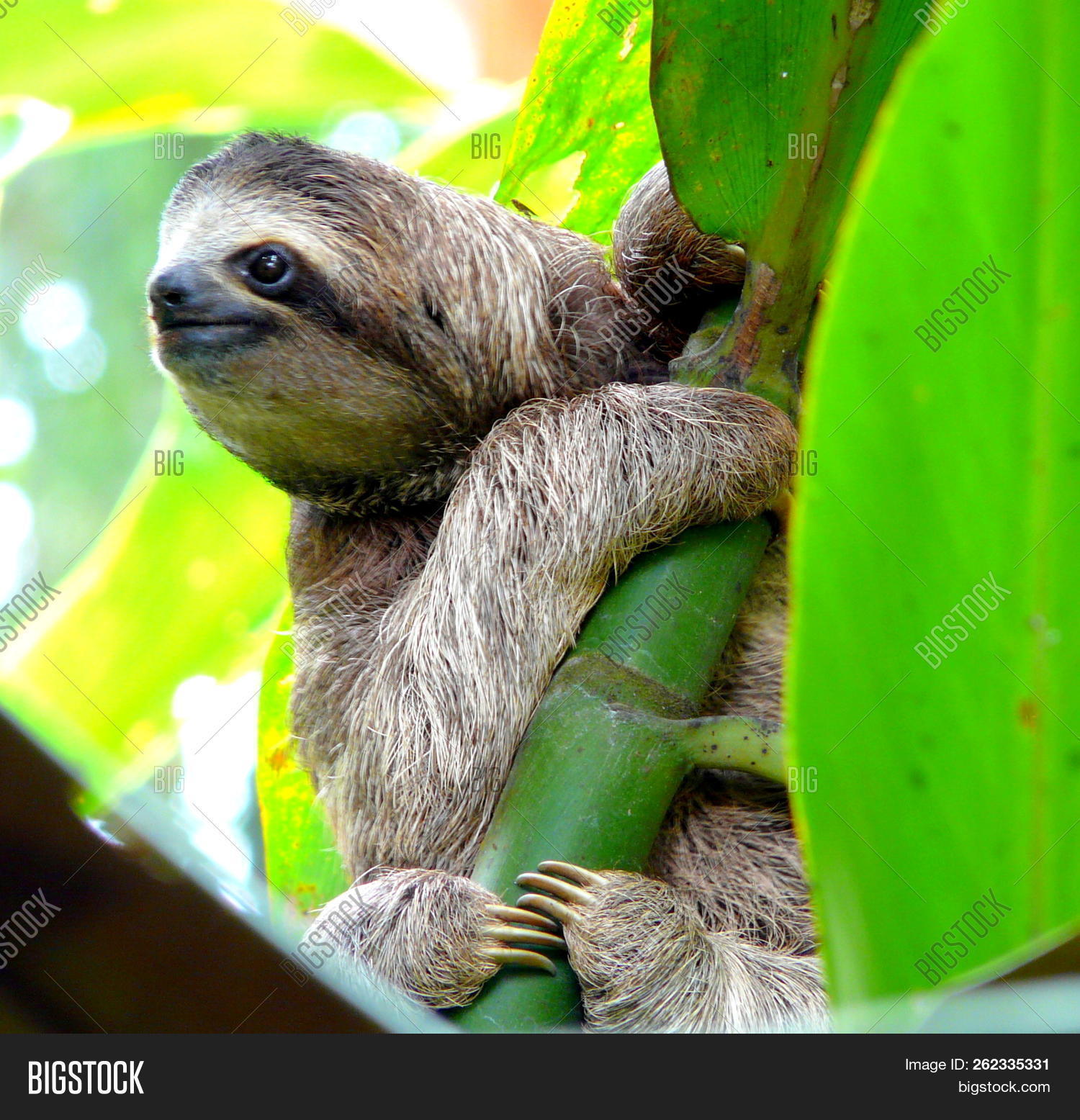 Sloth Standing Up