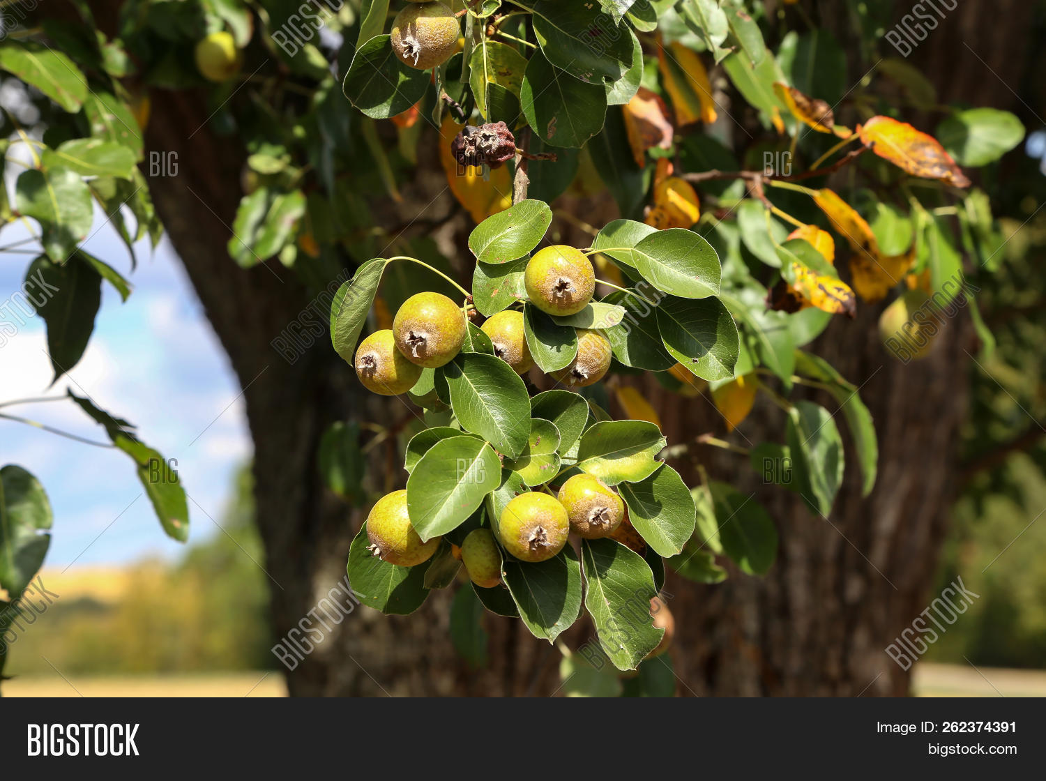 Green Pears. Pears Image & Photo (Free Trial) | Bigstock