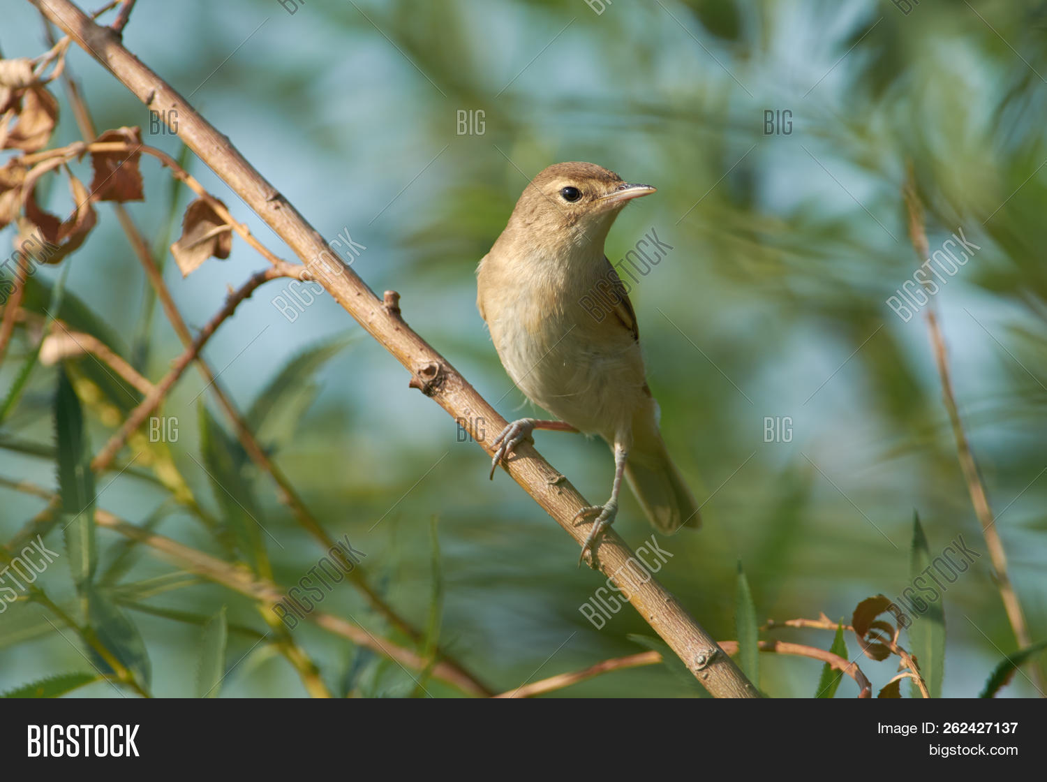Blyths Reed Warbler ( Image & Photo (Free Trial) | Bigstock