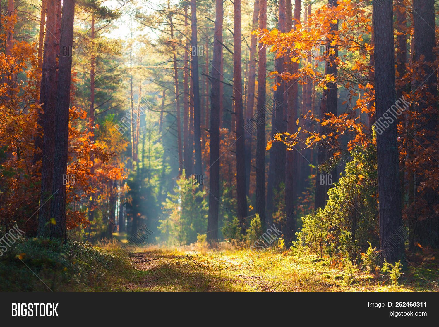 Warm Fall Day Background