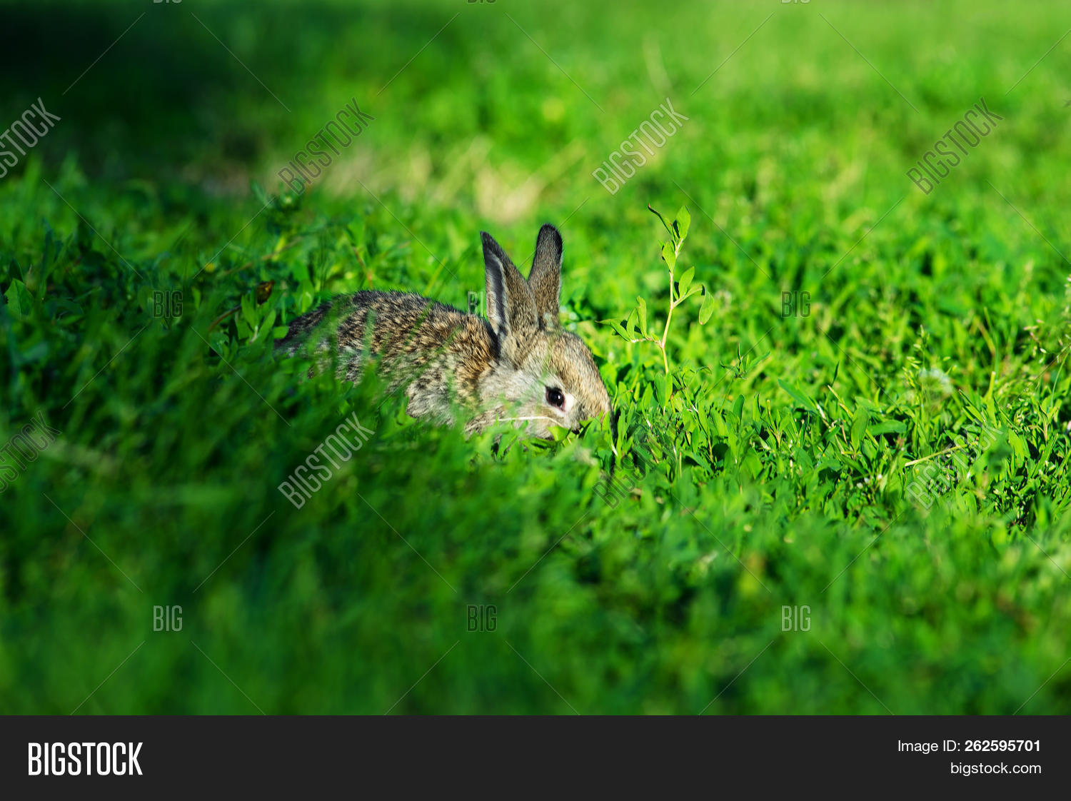Nice Small Rabbit Image & Photo (Free Trial) | Bigstock