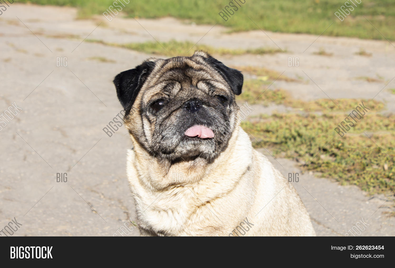 Smart Look Dog. Image & Photo (Free Trial) | Bigstock