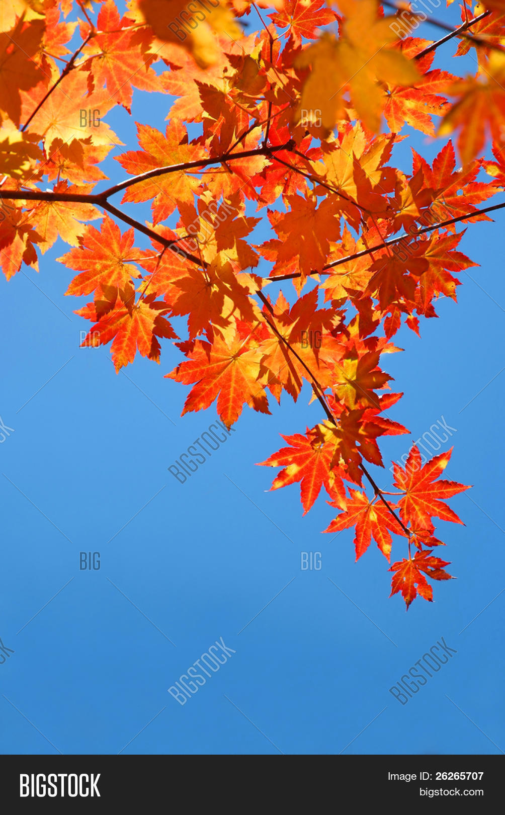 Red Yellow Fall Maple Image & Photo (Free Trial) | Bigstock