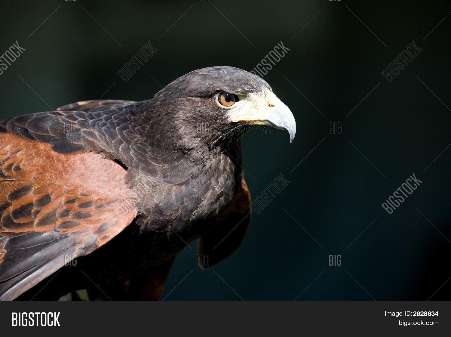 Hawk Predatory Stare Image & Photo (Free Trial) | Bigstock