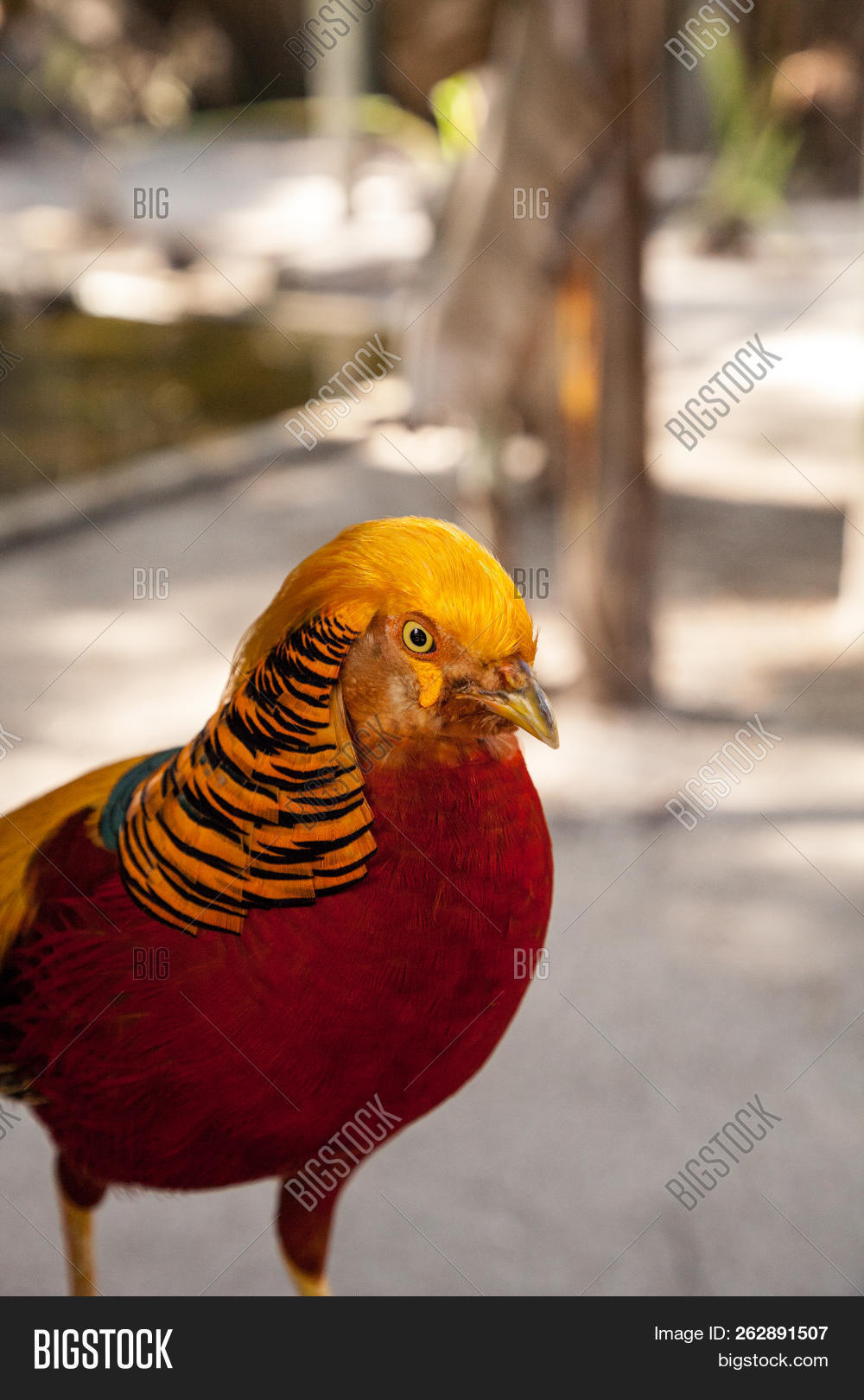 Male Golden Pheasant Image & Photo (Free Trial) | Bigstock