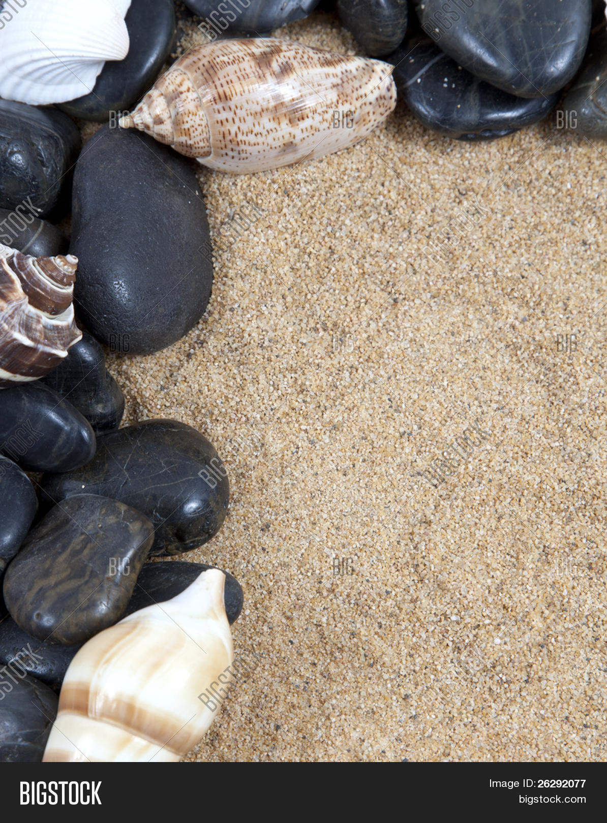 Nice Sea Shells On Image & Photo (Free Trial) | Bigstock
