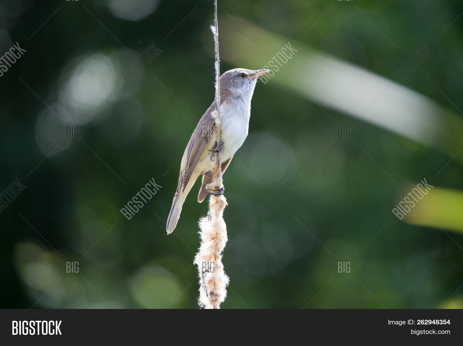 Bird Great Reed Image & Photo (Free Trial) | Bigstock