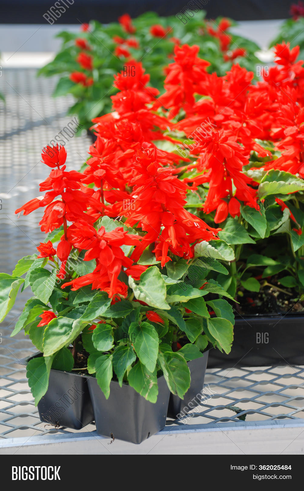 Red Salvia Splendens, Image & Photo (Free Trial) | Bigstock